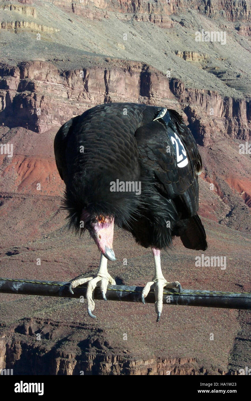 The California Condor, a critically endangered species, is being ...