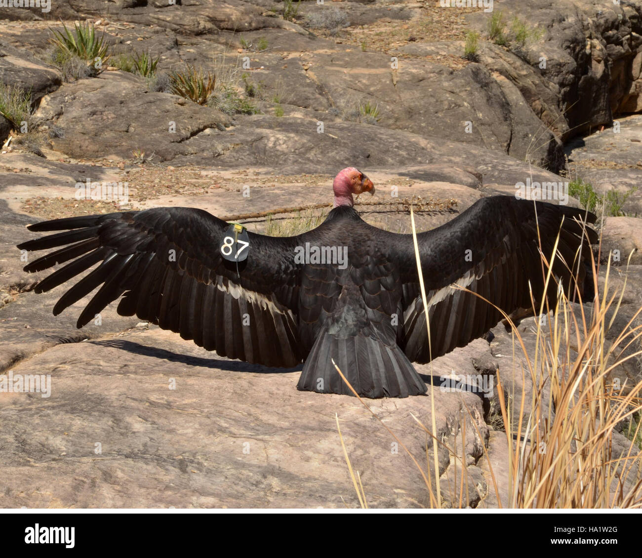 The California condor, a critically endangered species, is part of the ...