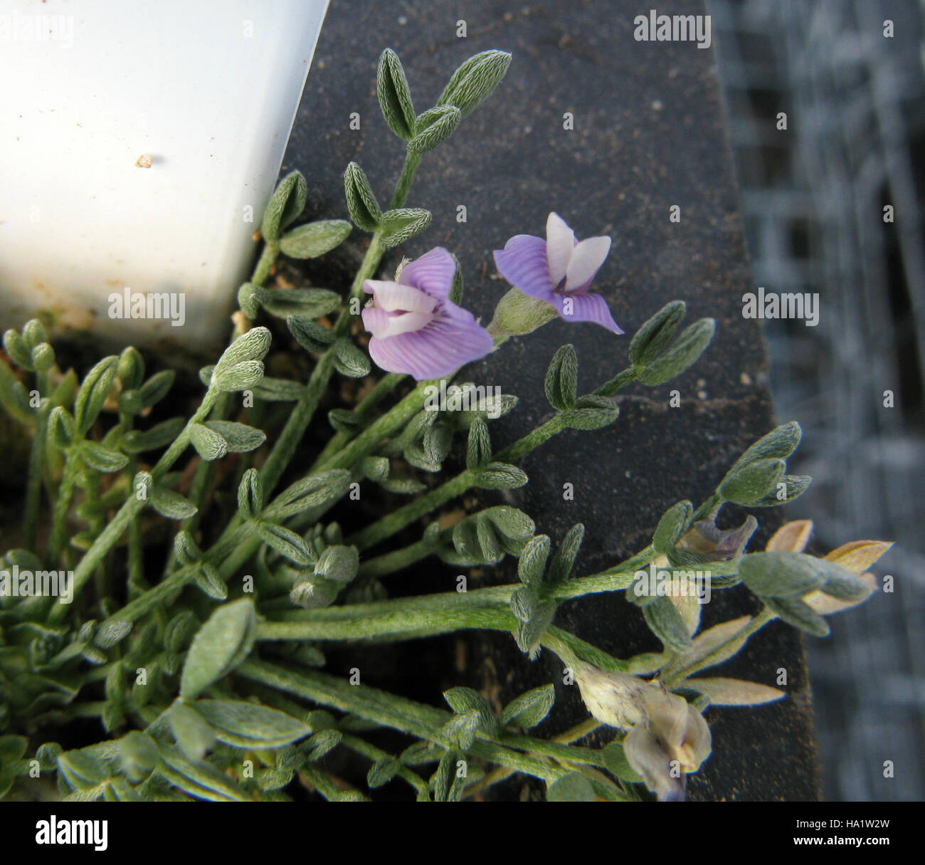 The Grand Canyon's sentry milk-vetch, a rare plant species, thrives in ...