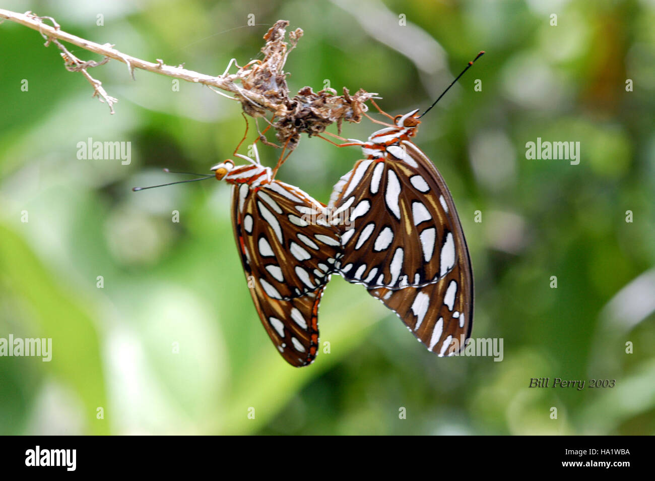 A Gulf Frittillary butterfly is captured in the Everglades National ...