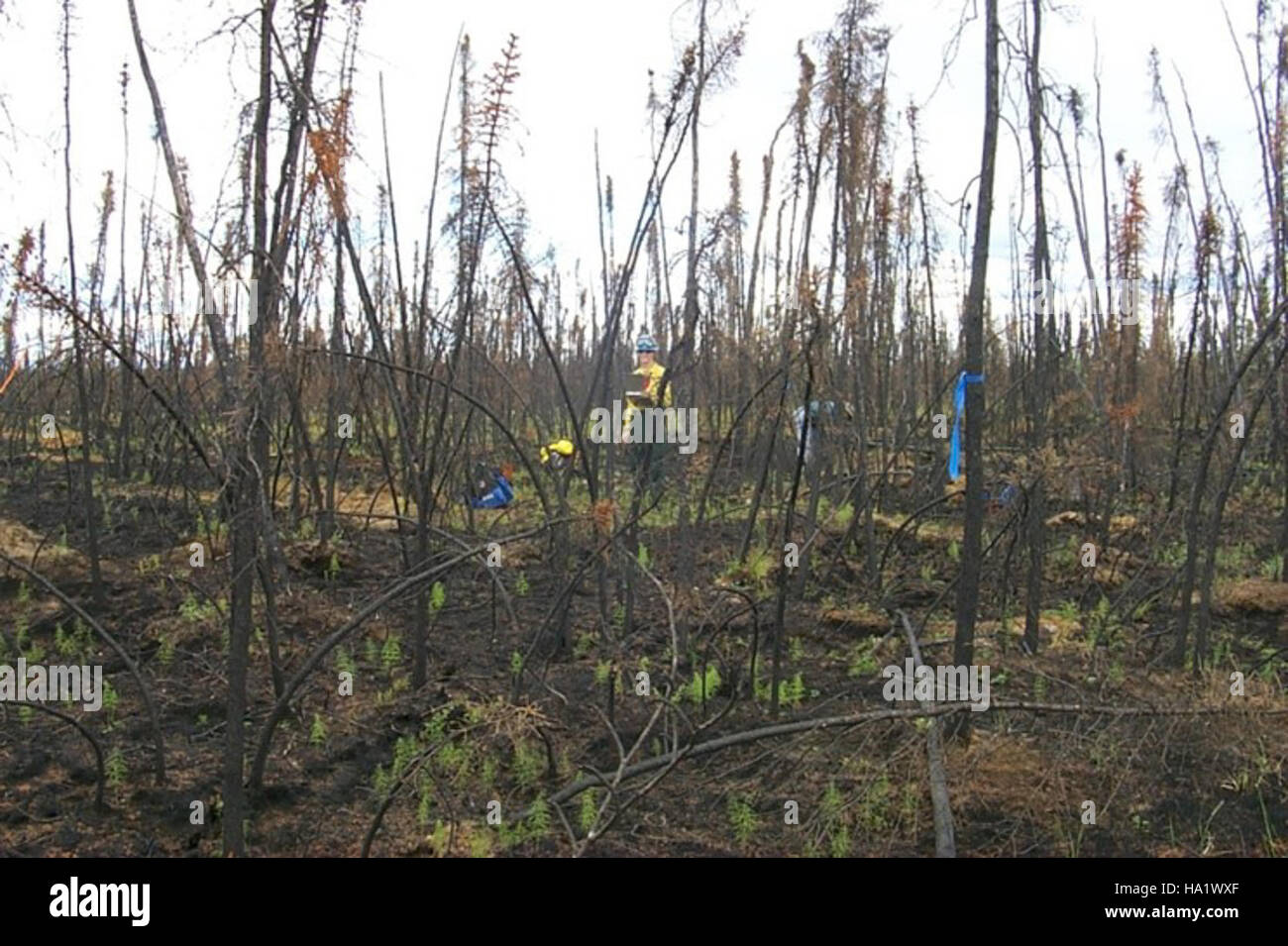 A moderate severity fire event in Alaska's National Parks, where fire ...
