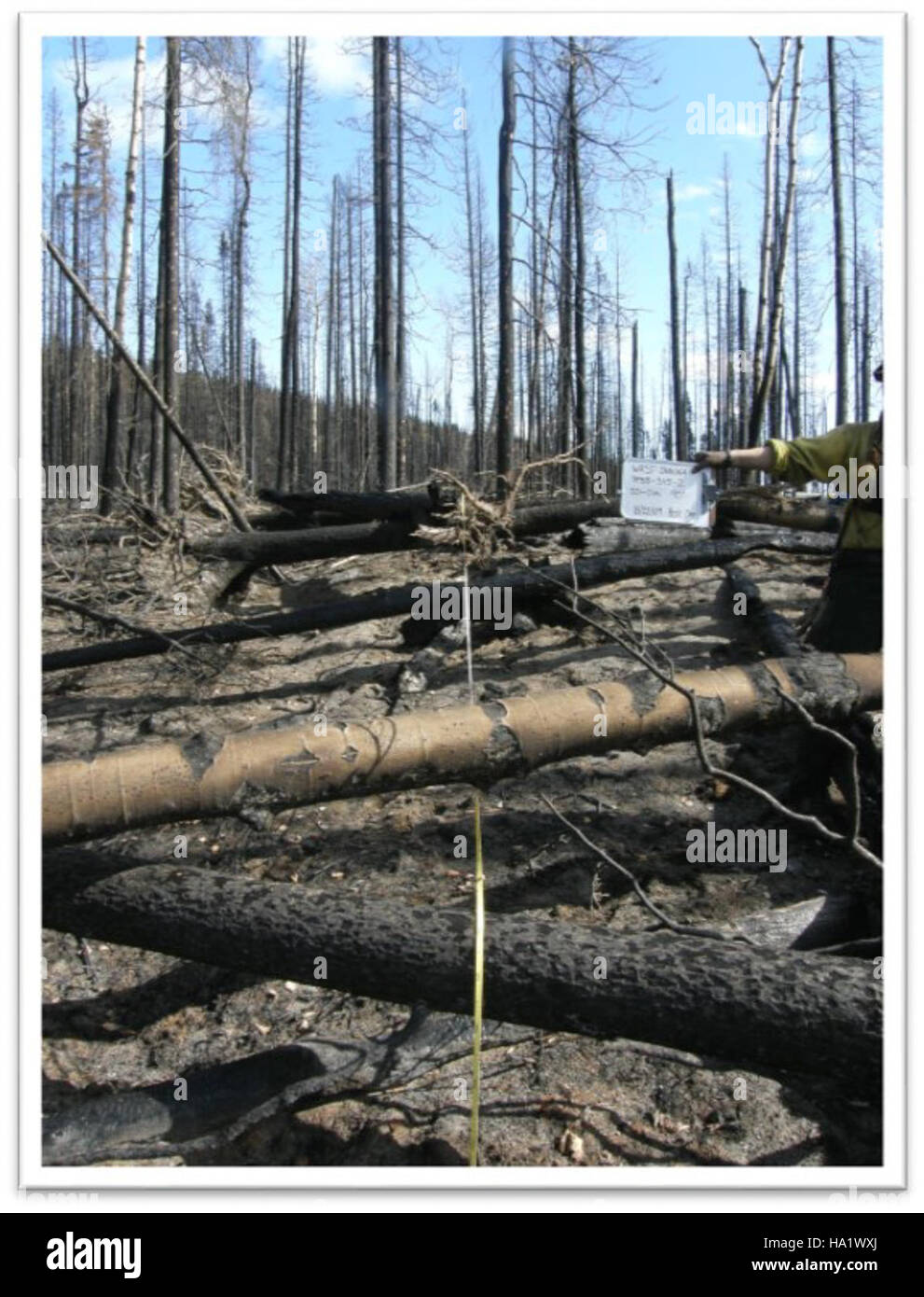 One month after a fire, the landscape in an Alaskan national park shows ...