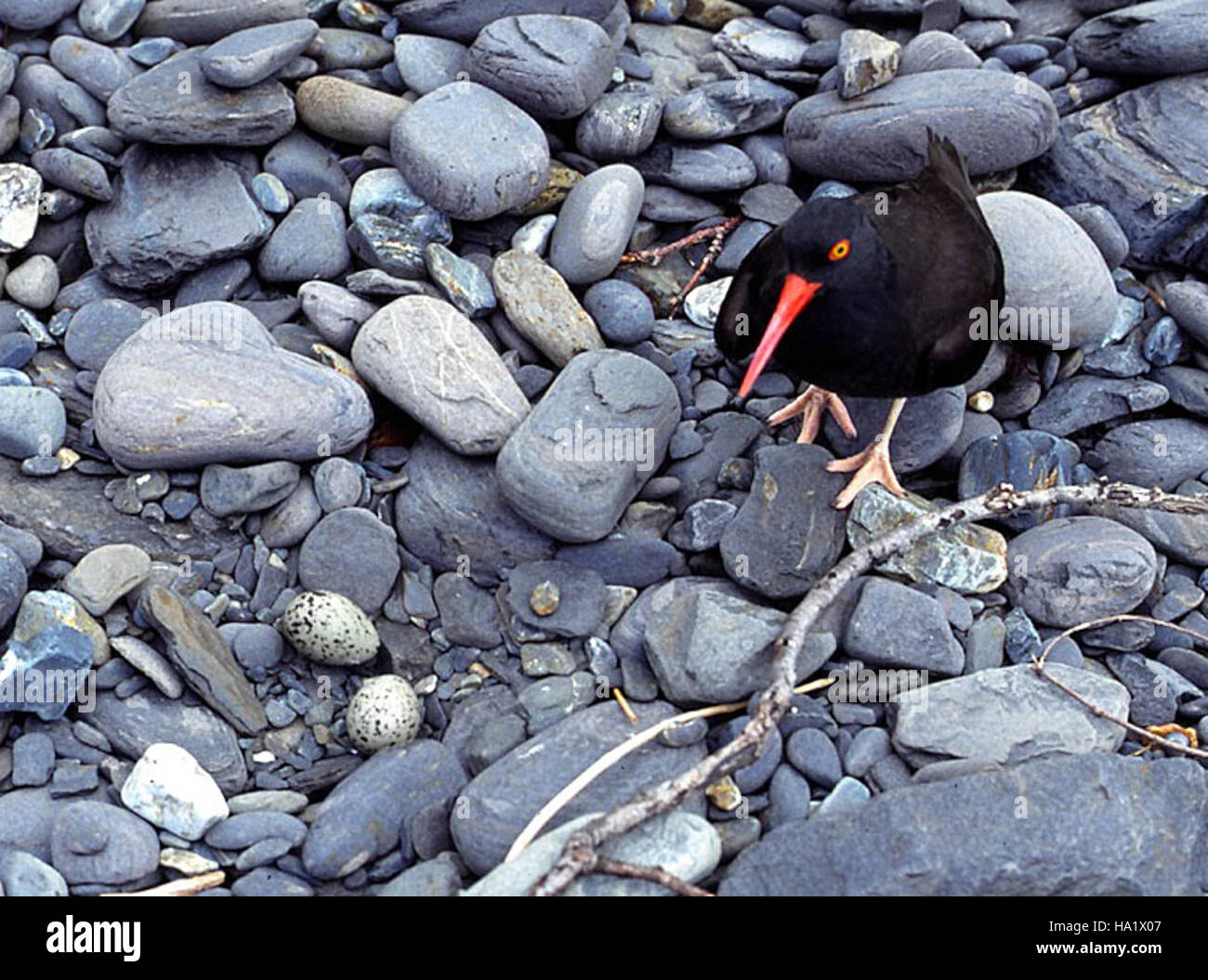 Alaska’s kenai fjords national park hi-res stock photography and images ...