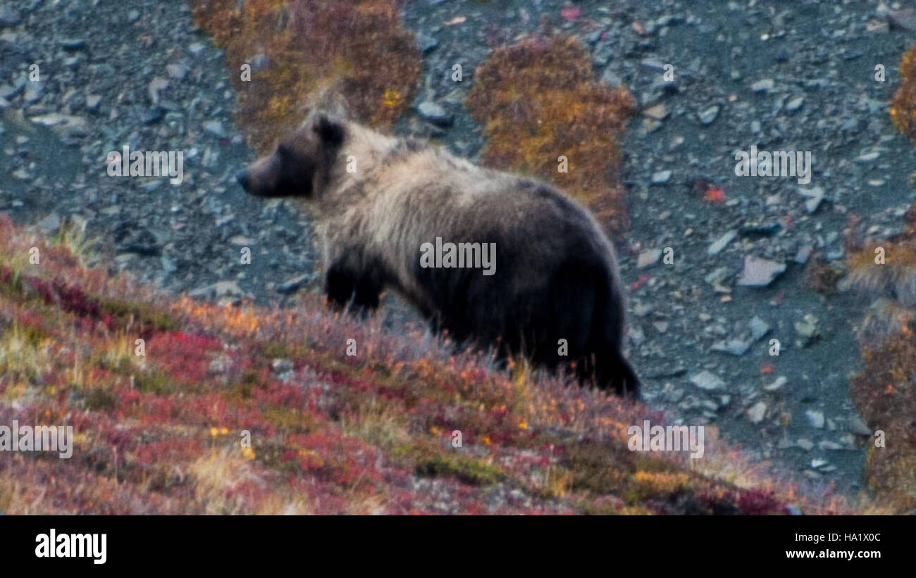 A brown bear in Alaska’s national park ecosystem, highlighting the ...