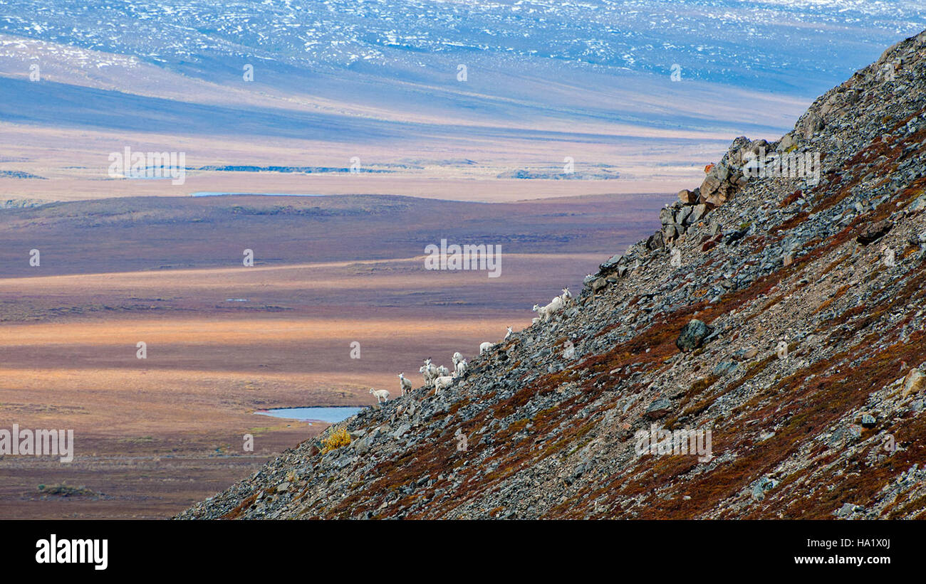 Dall's sheep are seen navigating a steep hillside in Alaska, showcasing ...