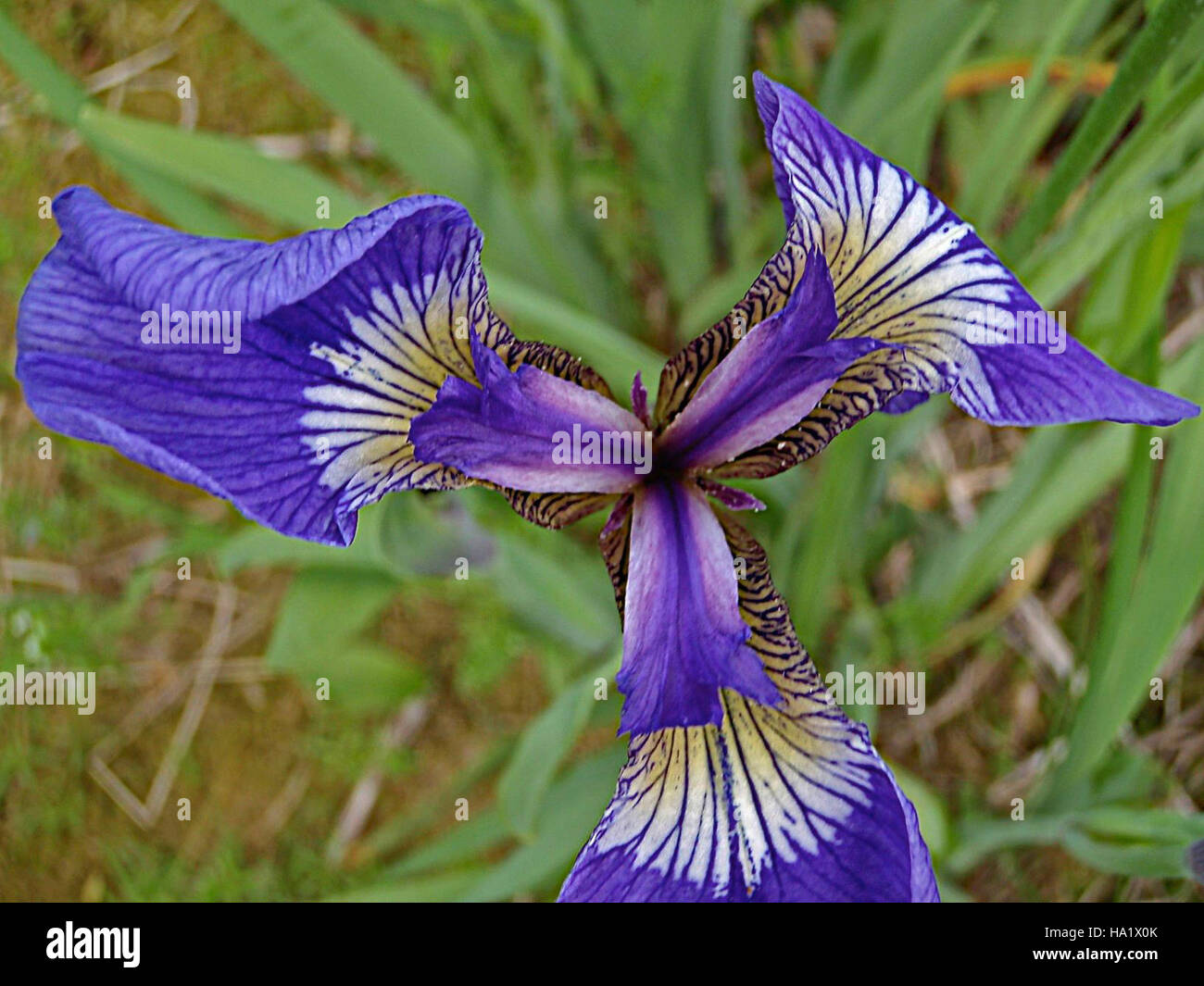 Wild Iris blooms are captured in Kenai Fjords National Park, where ...