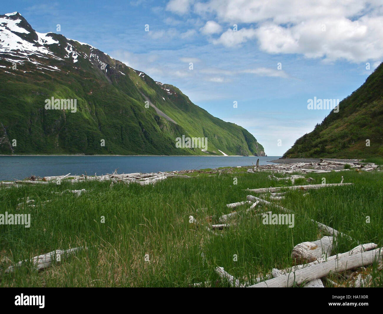 Coastal Meadow at Kenai Fjords National Park is an important habitat ...