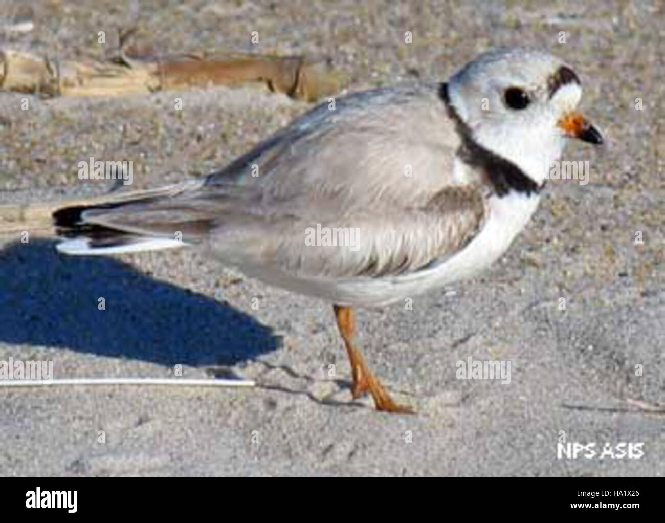 The adult piping plover is a small, endangered shorebird found in ...