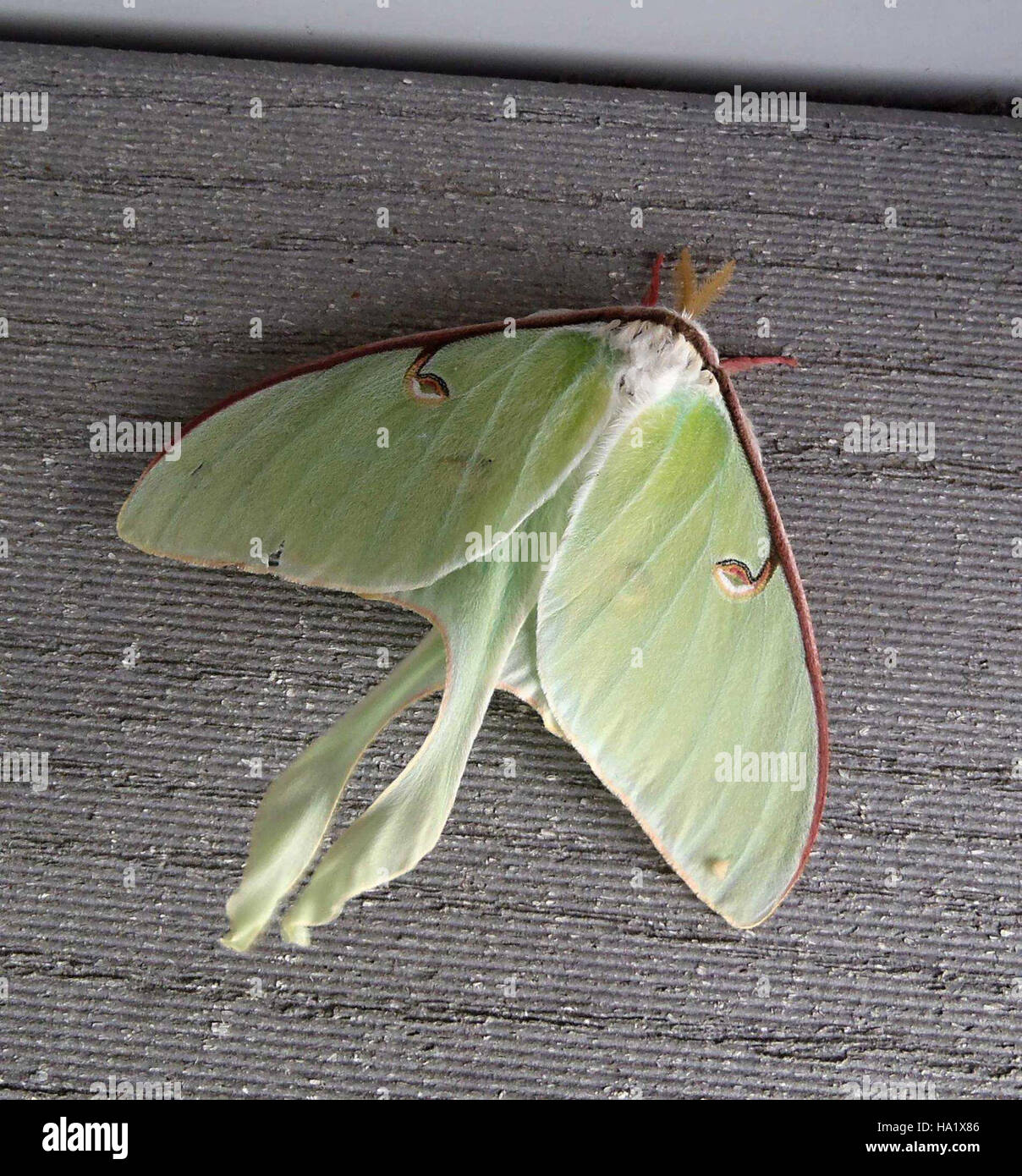 A Luna Moth, known for its striking appearance and large size, is ...