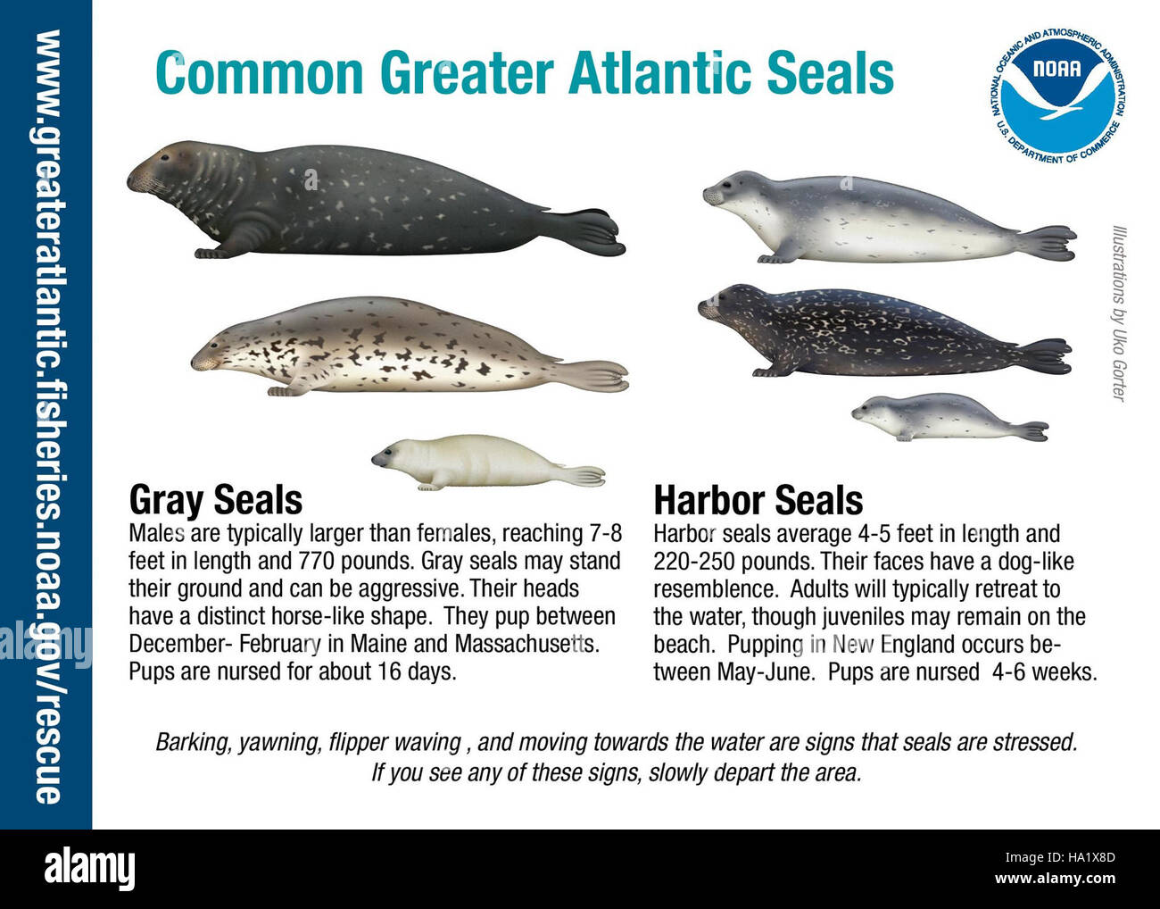 A seal identification card used by researchers at Assateague National ...