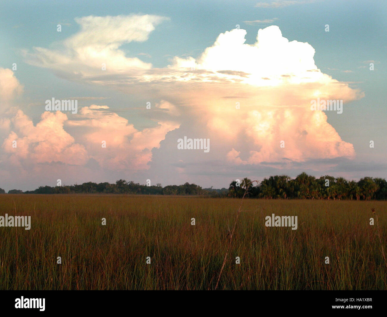 Shark slough hi-res stock photography and images - Alamy
