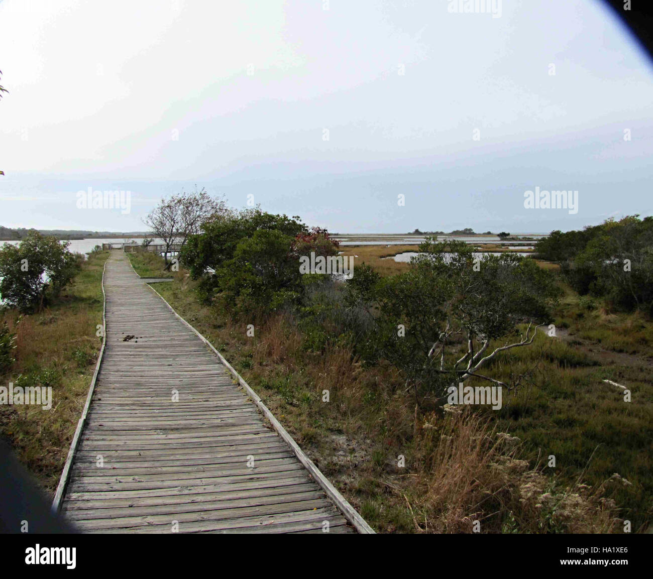 The Life of the Marsh Trail in Assateague Island National Seashore ...