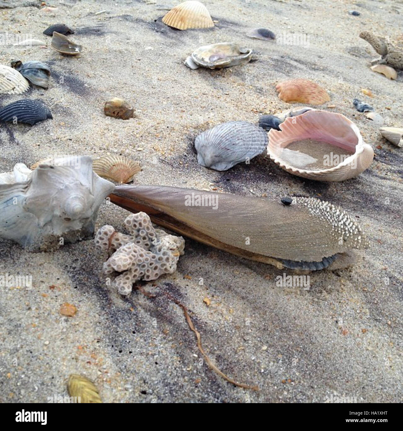 capehatterasnps 10978092755 See Shells (and Other Things) Down By the ...