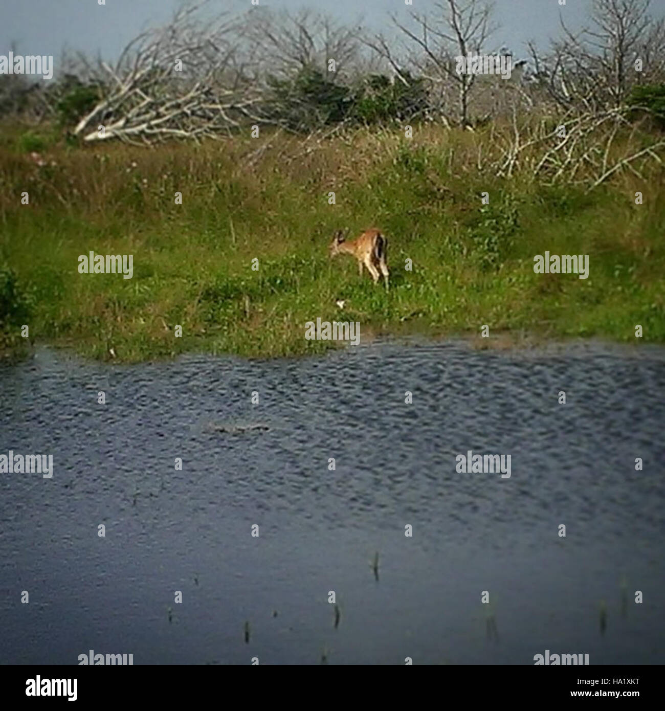 Prey species hi-res stock photography and images - Alamy