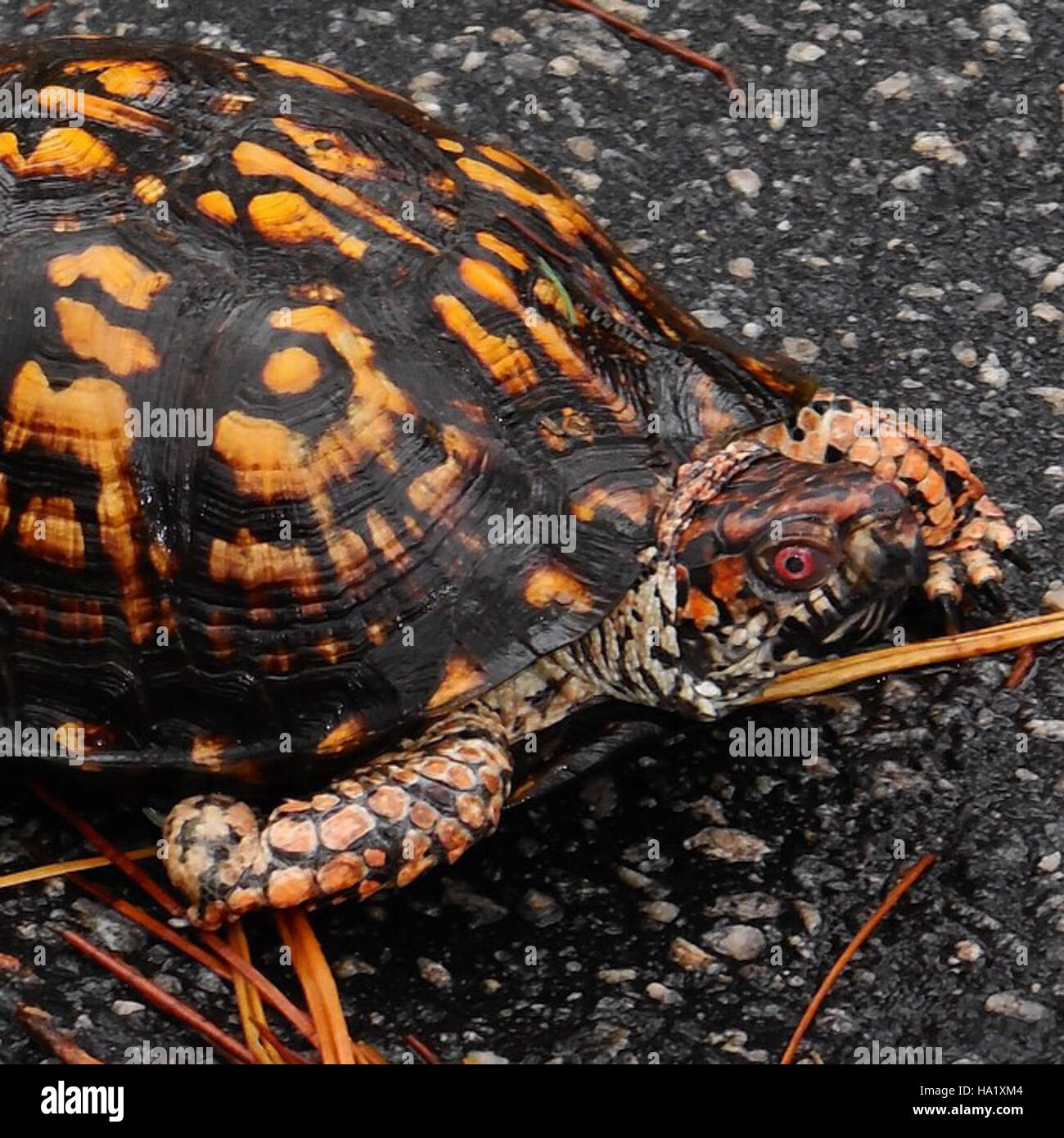 Eastern box turtle species hi-res stock photography and images - Alamy