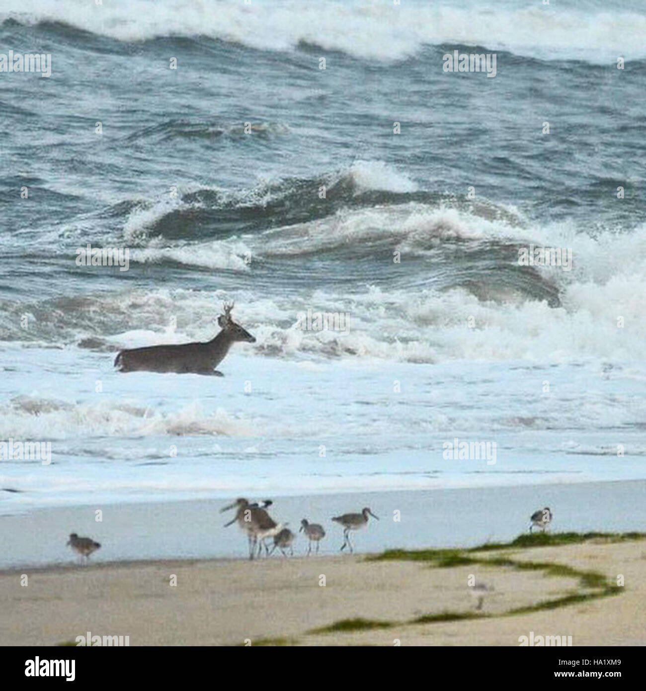 capehatterasnps 15369423049 Ocean-swimming Deer Stock Photo - Alamy