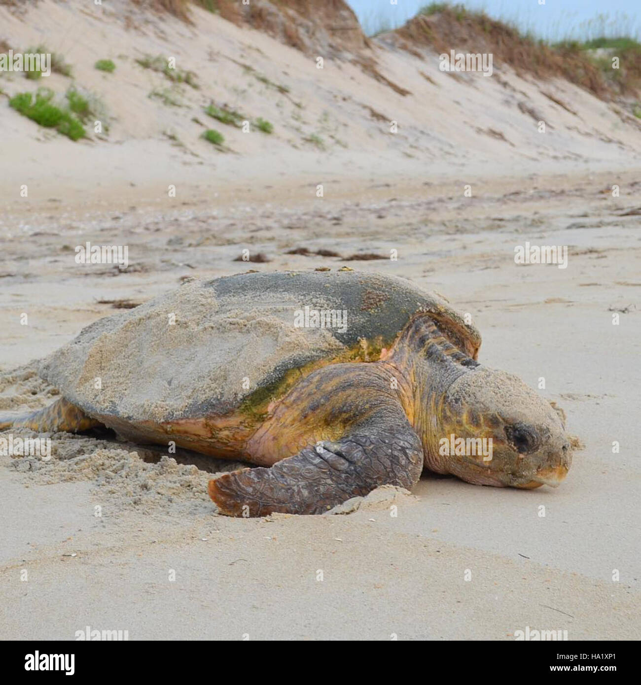 Biologists observed a large loggerhead sea turtle near Coquina Beach ...