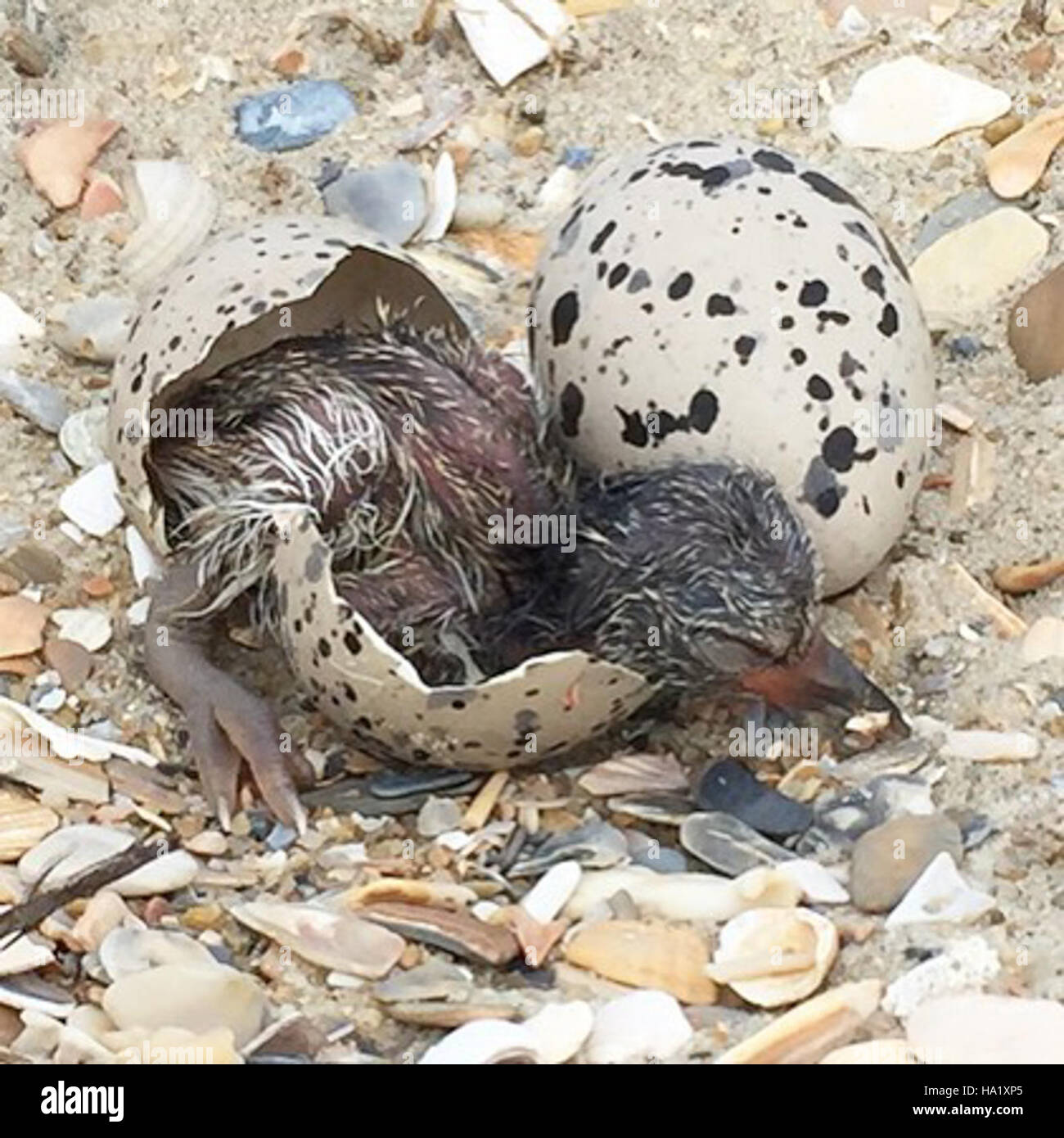 An American oystercatcher chick, a species of shorebird, has hatched in ...