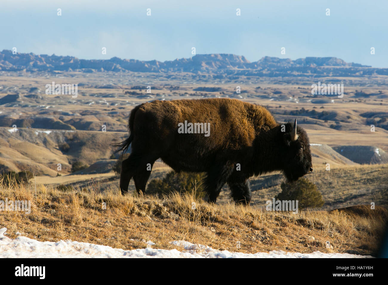 A photograph capturing a bison walking through Badlands National Park ...