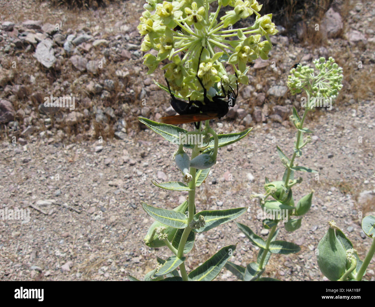 This image of Death Valley National Park showcases the stark and ...
