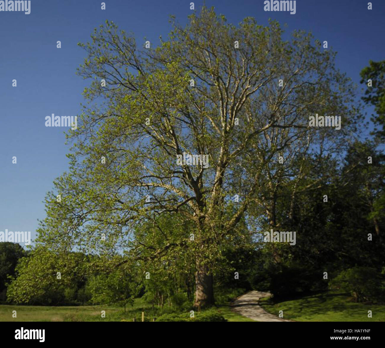 A tree stands tall in Valley Forge National Historical Park ...