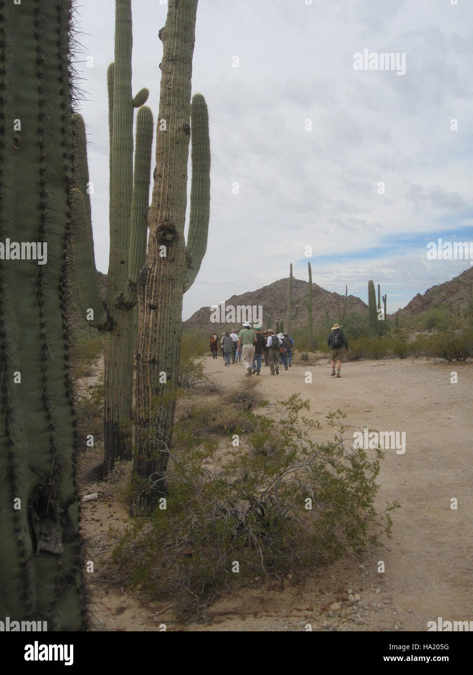 A hike through the Sonoran Desert National Monument (SDNM), showcasing ...