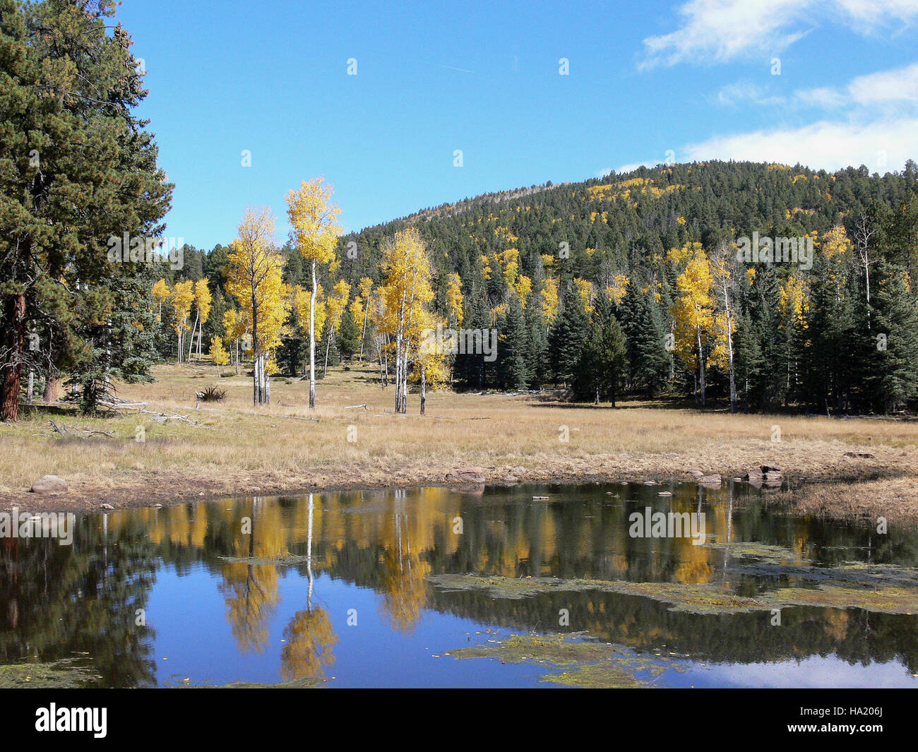 Elk Pond in Bandelier National Park during autumn showcases vibrant ...