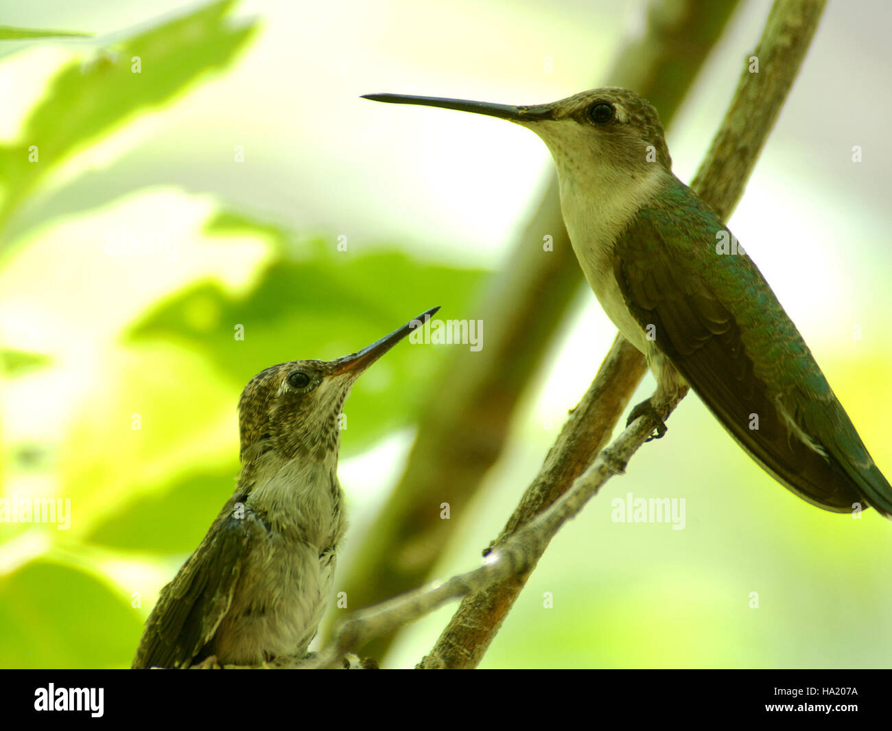 Bird life cycle hi-res stock photography and images - Alamy