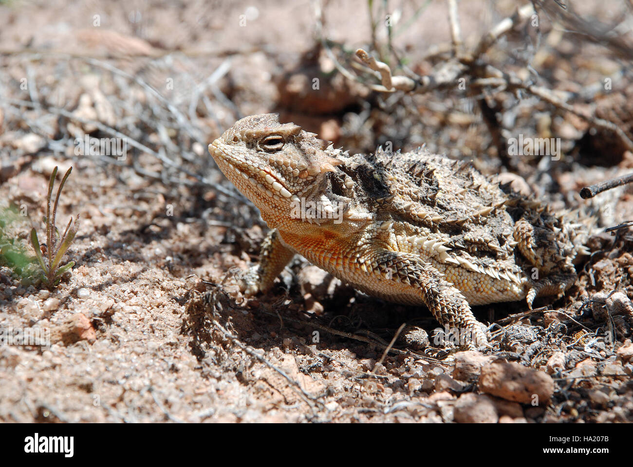 Short horned lizard species hi-res stock photography and images - Alamy