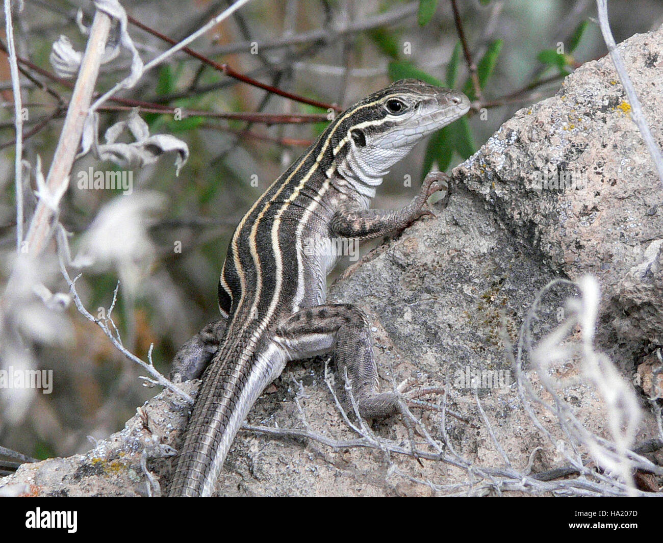 A Whiptail Lizard in Bandelier National Park, an example of the park's ...