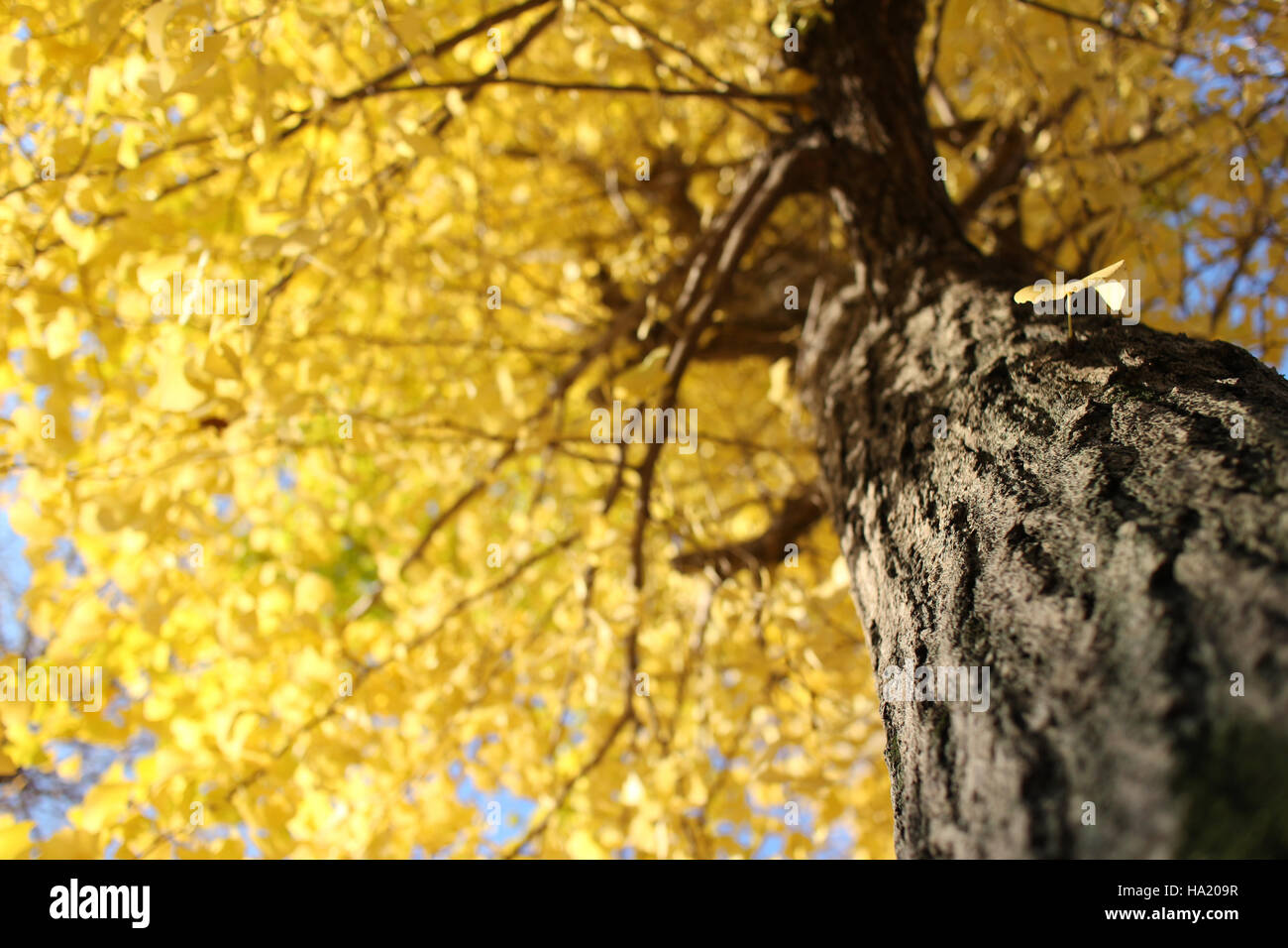 blurry yellow ginkgo tree background Stock Photo - Alamy