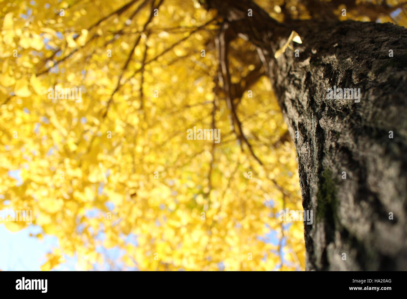 blurry yellow ginkgo tree background #2 Stock Photo - Alamy