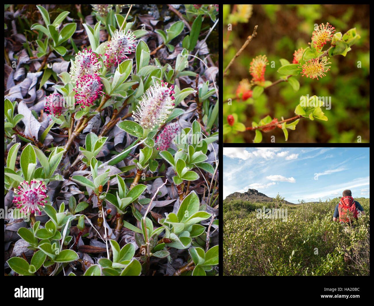 Willows 2, located within the Bering Land Bridge National Preserve, is ...