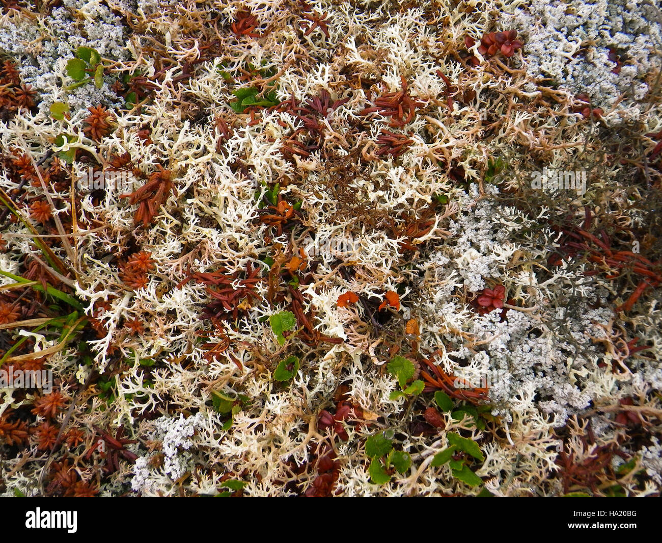 Reindeer lichen growing in the Bering Land Bridge National Preserve ...
