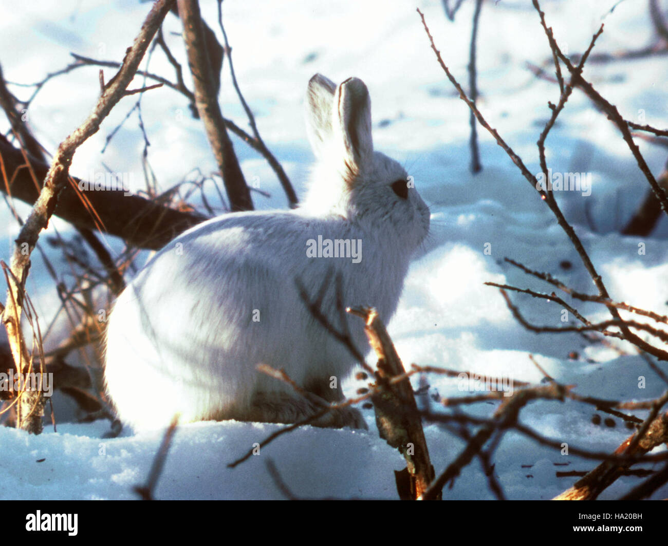 The Alaskan Hare, photographed at Bering Land Bridge National Park ...