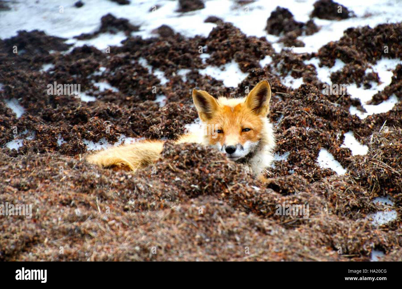 A Red Fox observed at the Bering Land Bridge National Park, showcasing ...