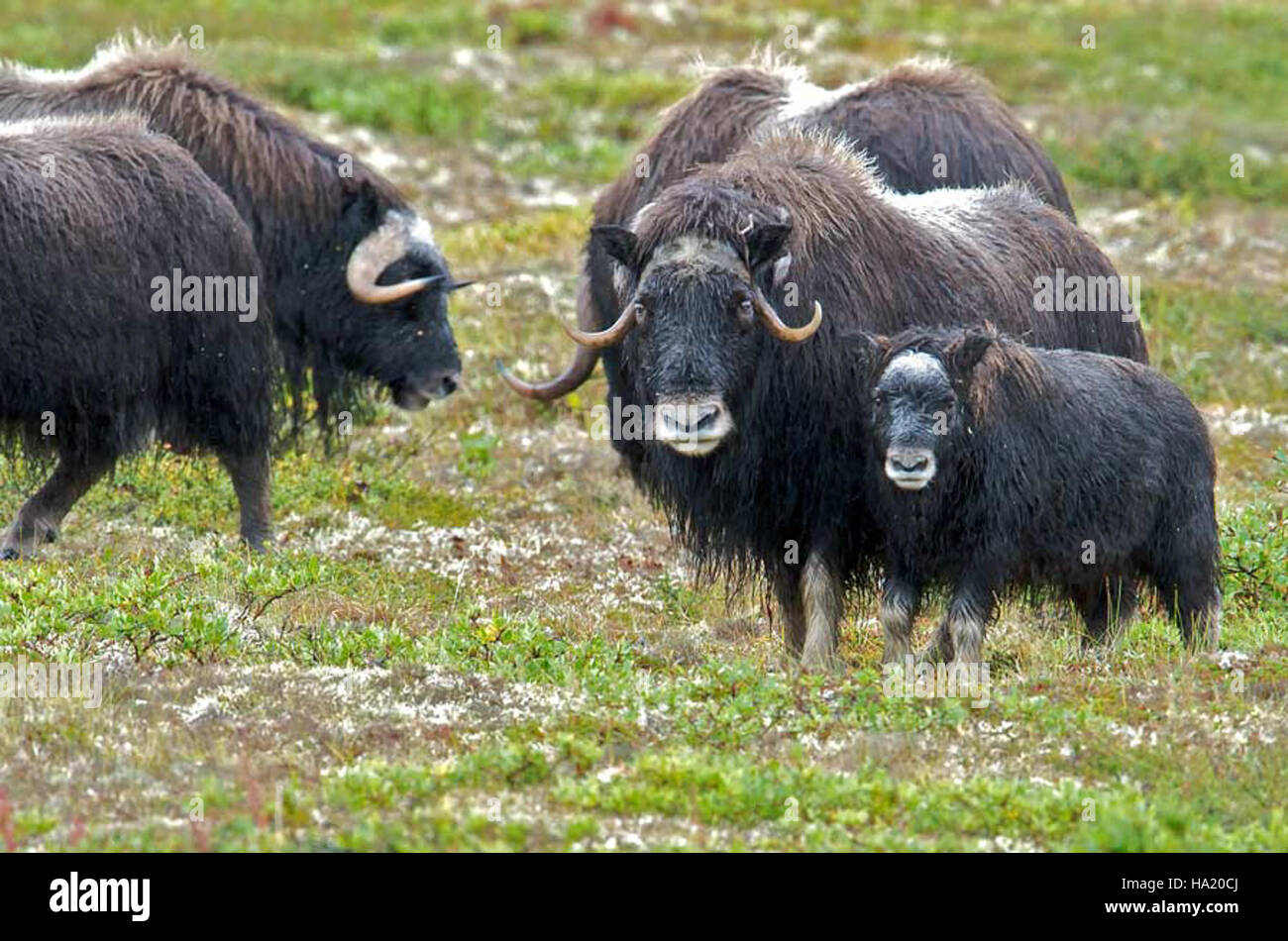 A muskox family is observed in the Bering Land Bridge National Preserve ...
