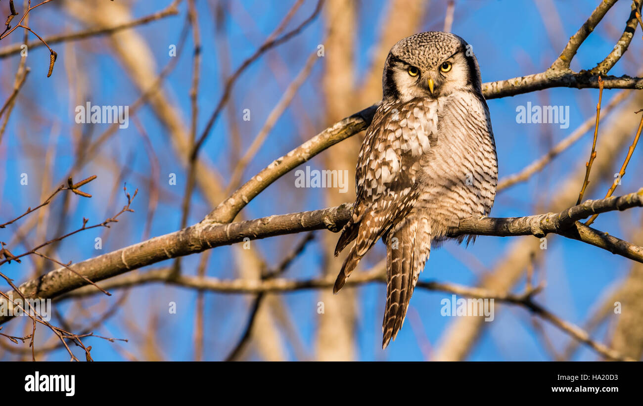 e Northern Hawk Owl (Surnia ulula),a daylight hunter, focused on the ...