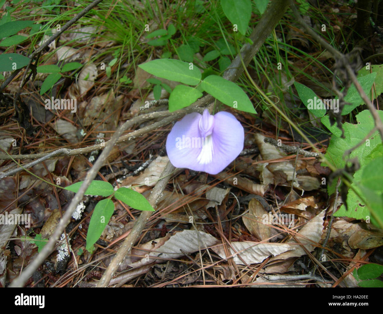 The Butterfly Pea plant, found in Congaree National Park, showcases the ...