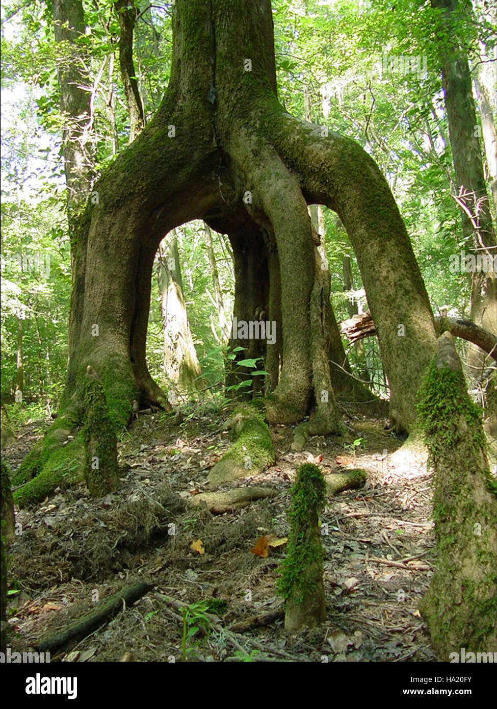 Congaree National Park in South Carolina is a protected wilderness area ...