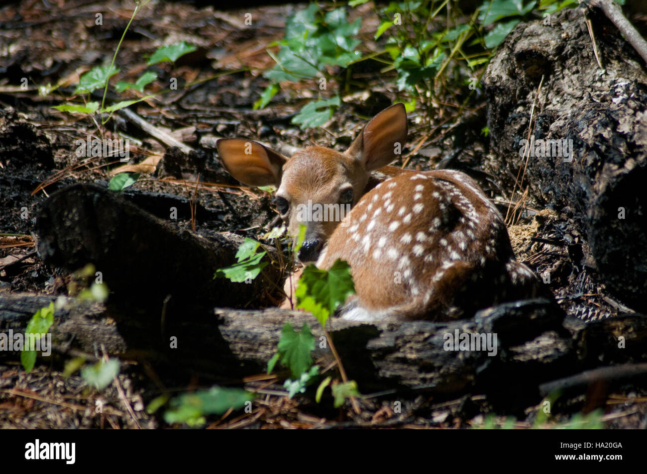 Congaree National Park preserves one of the largest contiguous ...