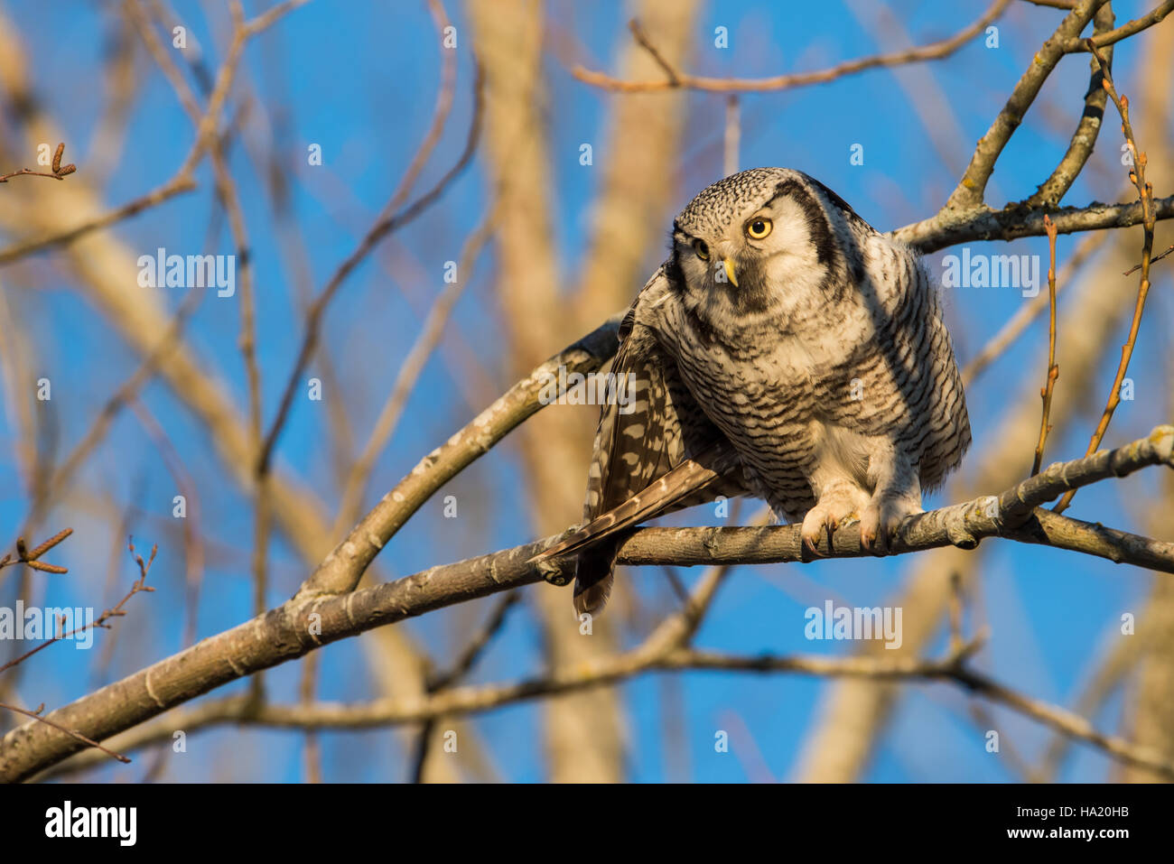 The Northern Hawk Owl (Surnia ulula),a daylight hunter, focused on the ...