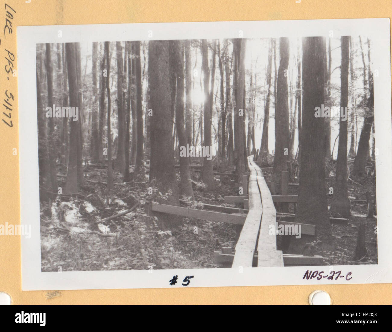 An archival image from Congaree National Park, showcasing historical ...