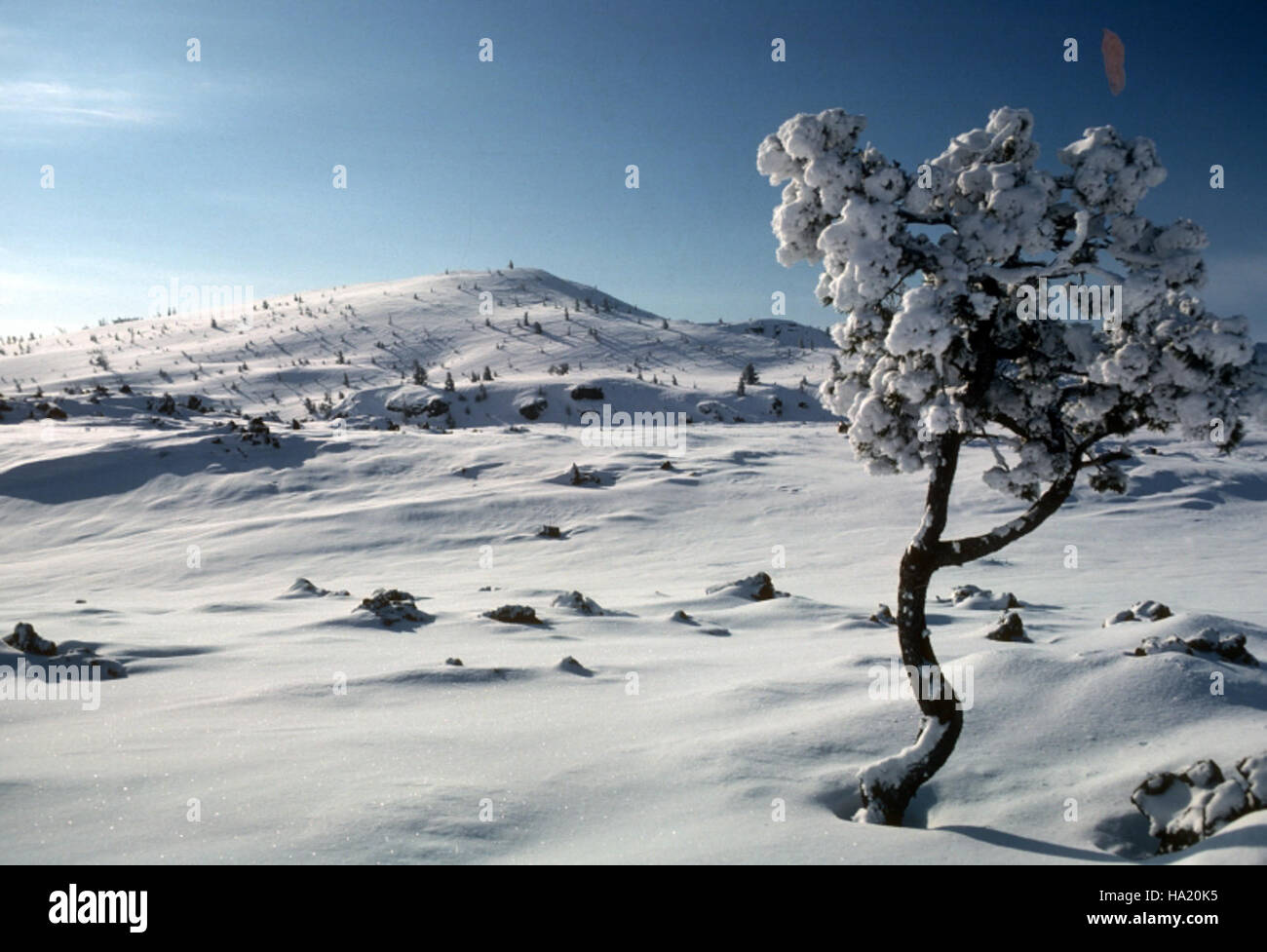 cratersofthemoonnps 15805946848 Rim tree--North Crater Stock Photo - Alamy