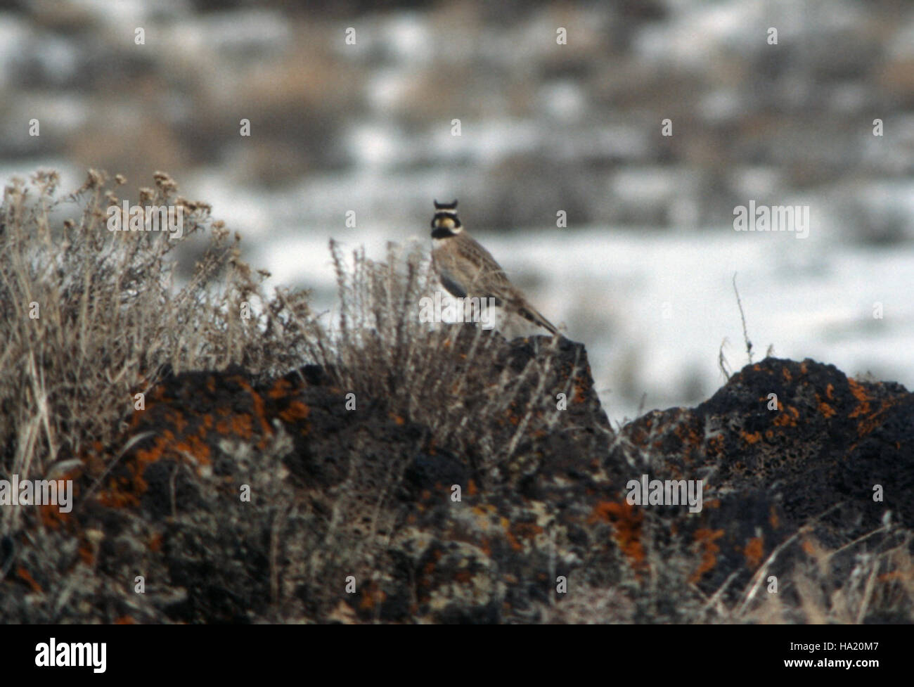 A Horned Lark is seen at Craters of the Moon National Park, showcasing ...