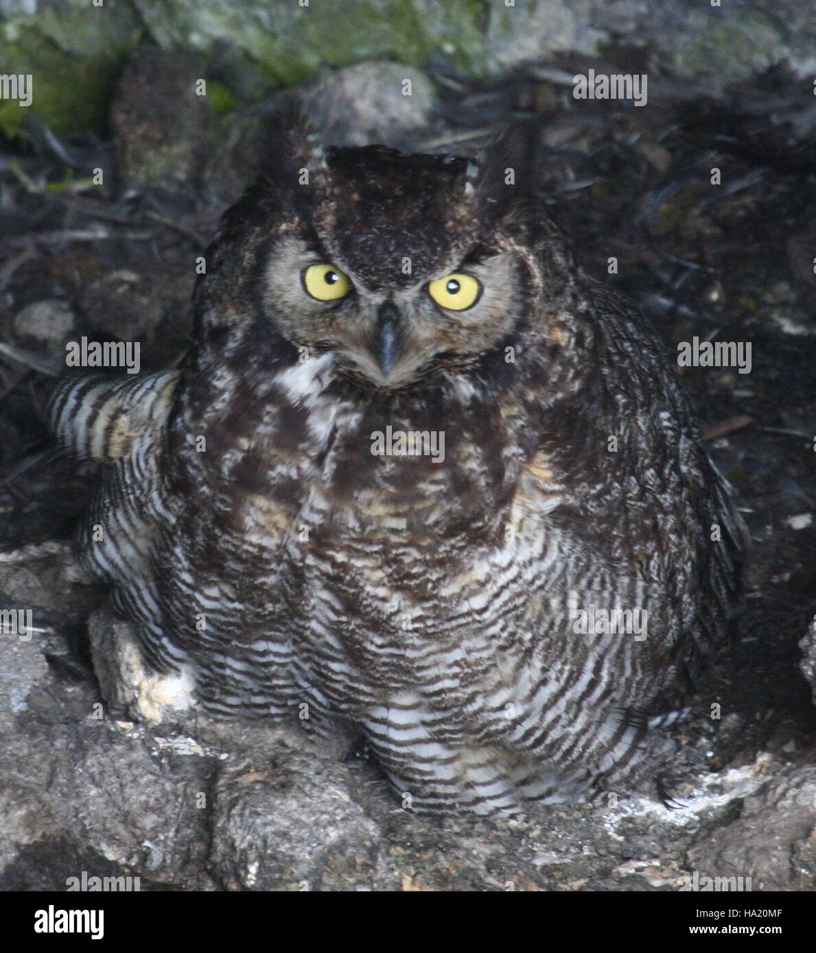cratersofthemoonnps 8542848248 Owl ready to fledge Stock Photo - Alamy