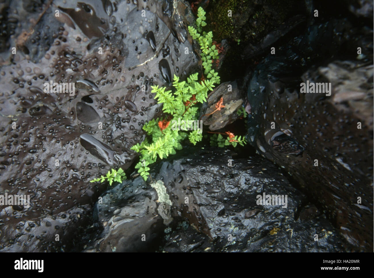 A fern growing in a lava crack at Craters of the Moon National Park ...