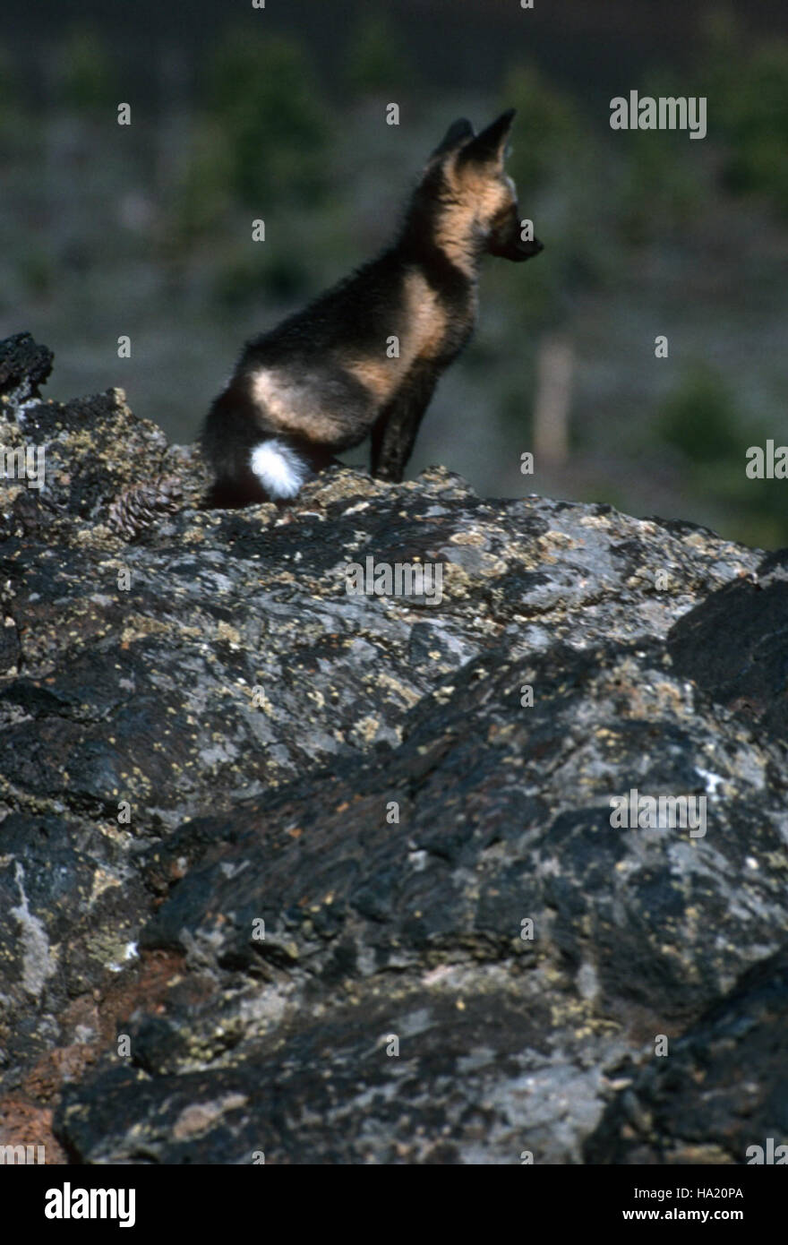 A red fox observed in Craters of the Moon National Park, illustrating ...
