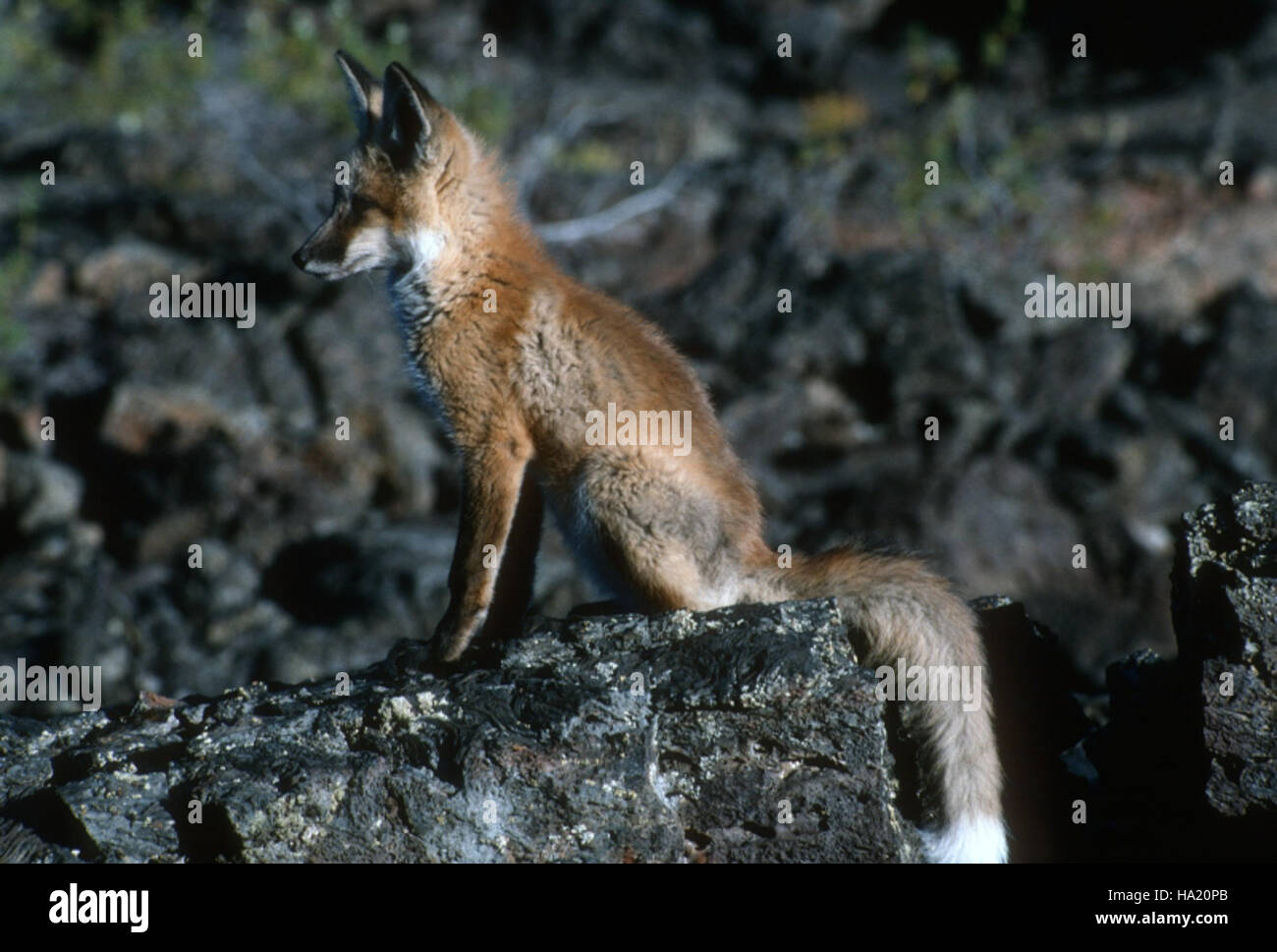 A Red Fox photographed in the Craters of the Moon National Monument and ...