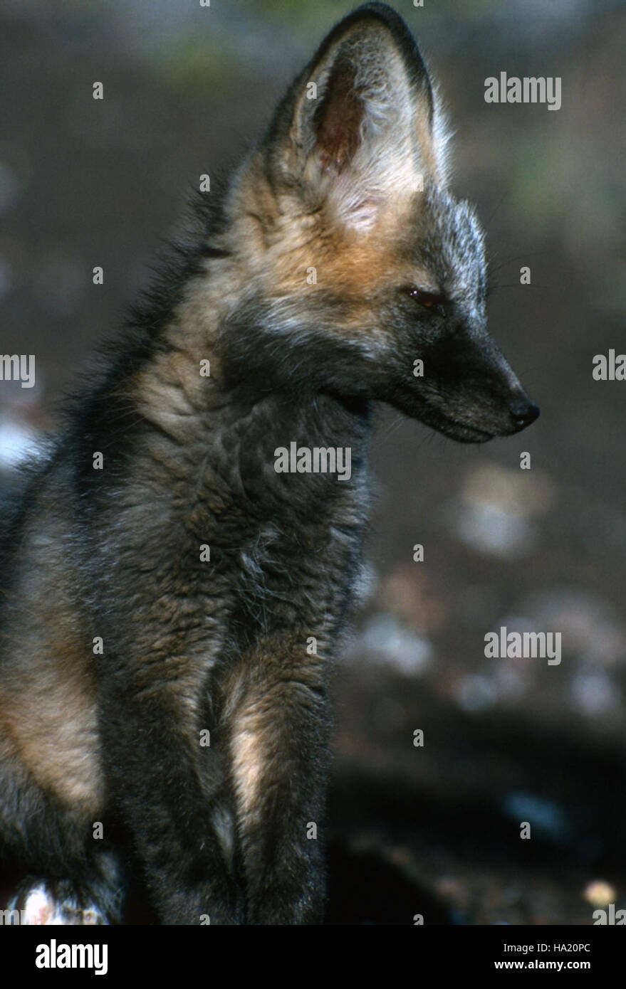 A Red Fox is observed at Craters of the Moon National Park, a region ...